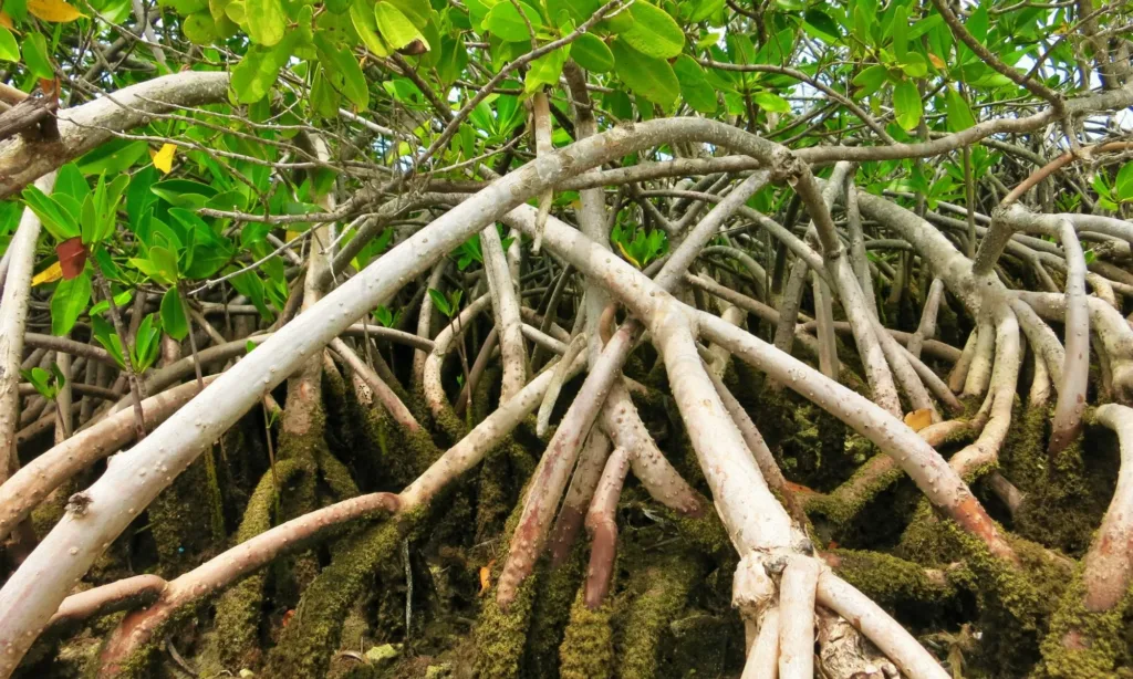 Saving Mangroves with AI - Ownia Collection