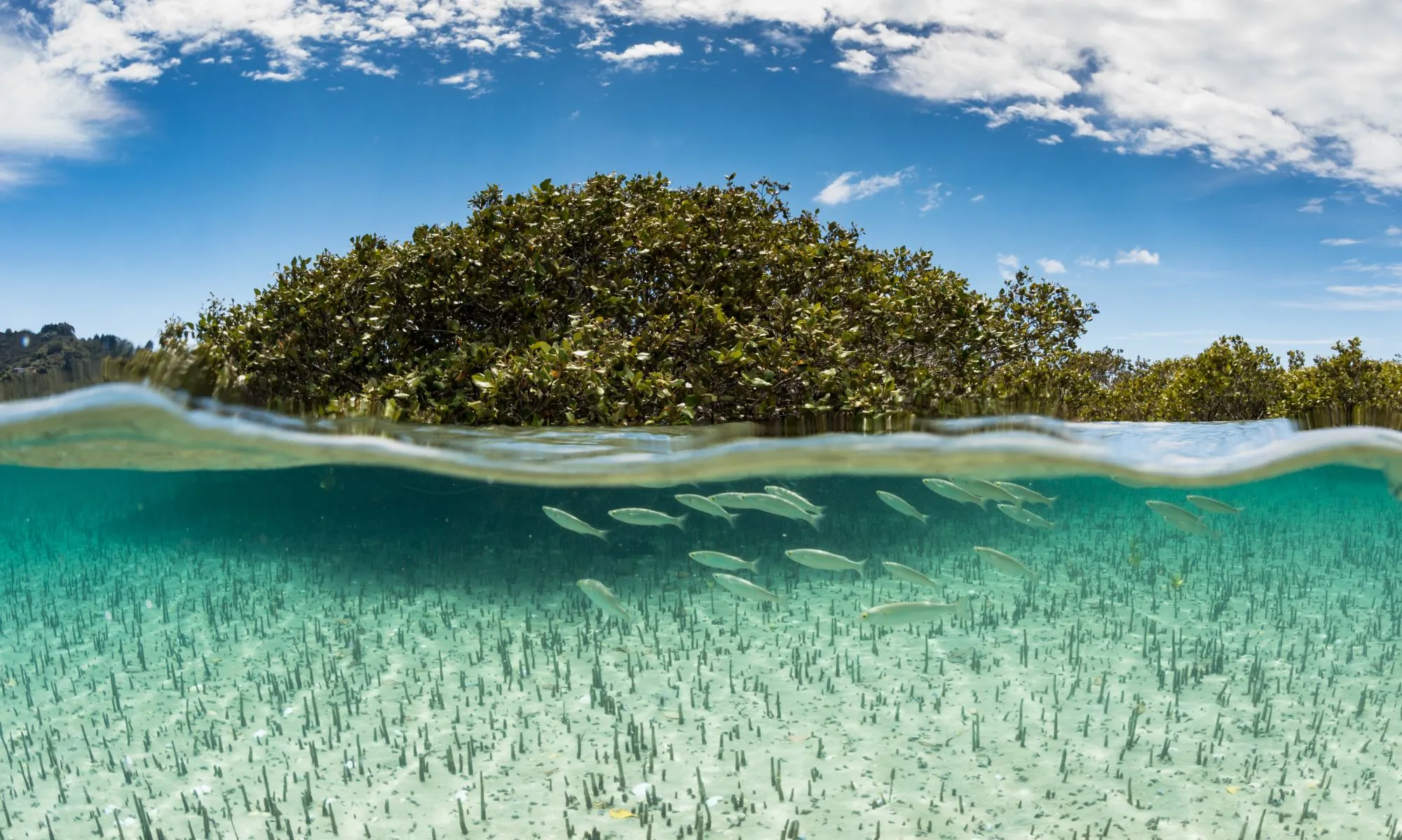 Saving Mangroves with AI - Ownia Collection