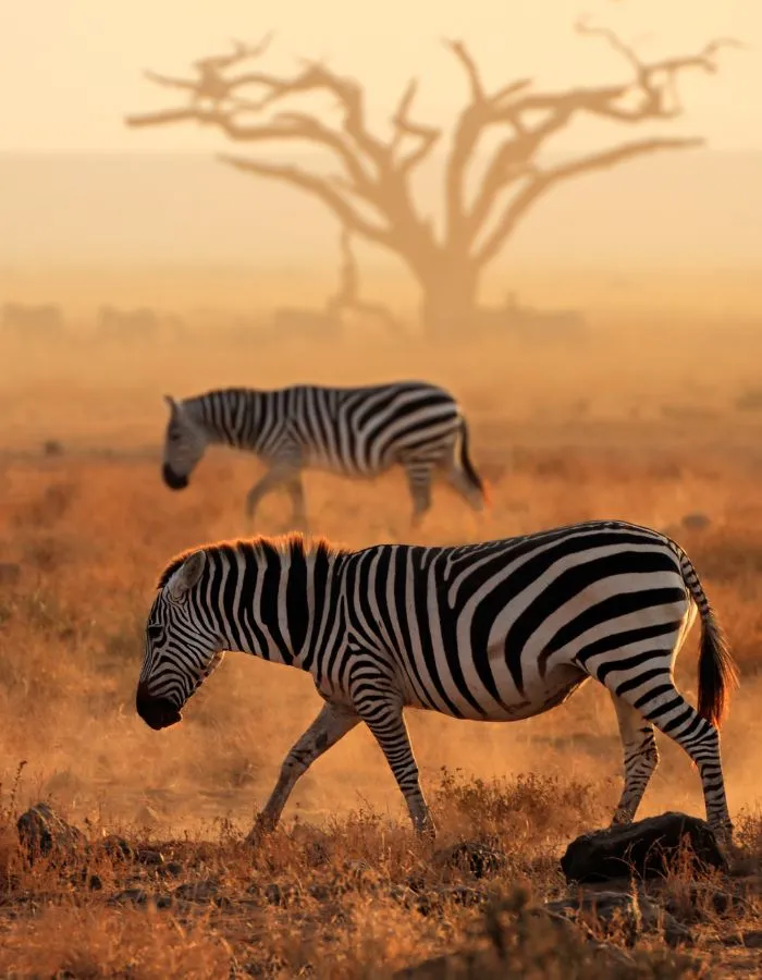 Celebrating International Zebra Day - Ownia Collection